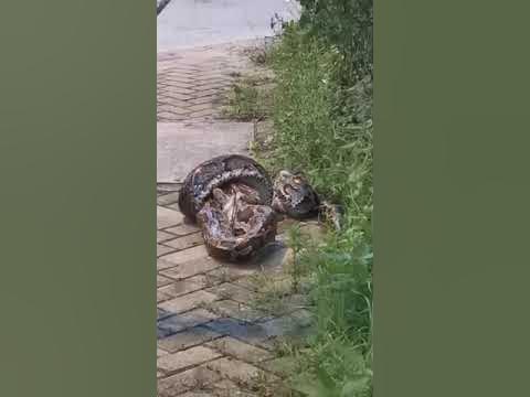 Hong Kong Python Part 1 #hongkong #python #hongkongkurradu - YouTube