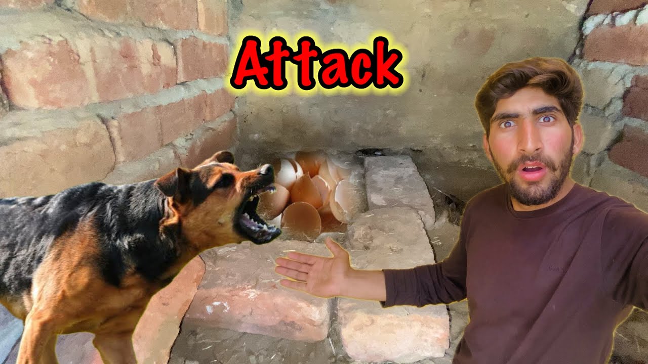 Dog Sary Egg Khaa Gaya 😡 - YouTube