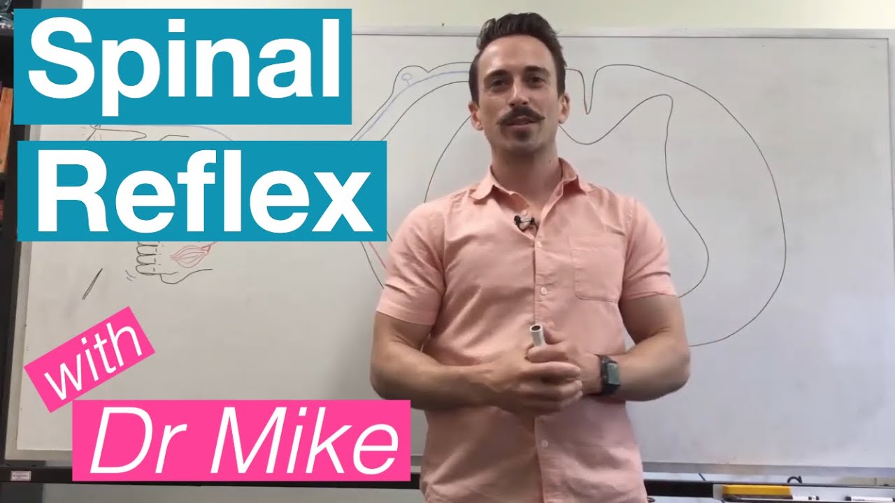 Spinal Reflex (Simple Reflex Arc) - YouTube