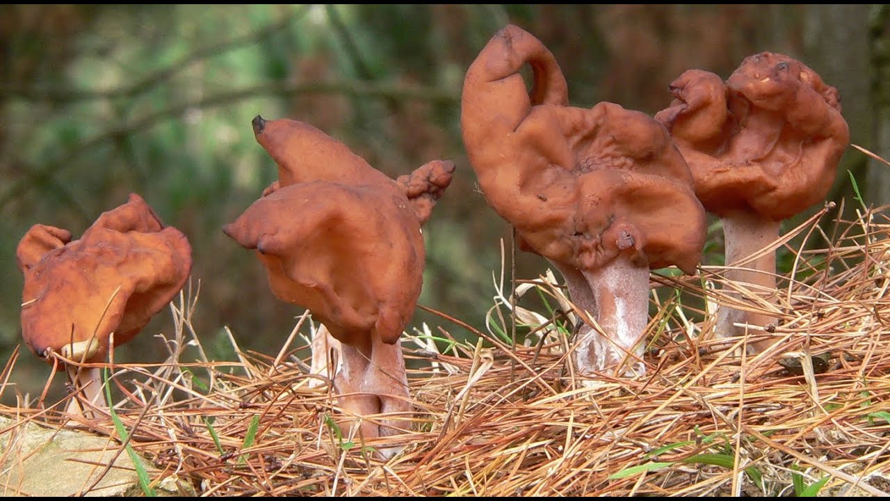 Gyromitra infula - Helvella en forma de mitra - Hooded false morel ...