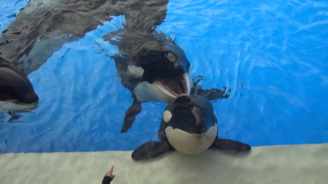 The Kasatka Family - May 18 2014 - SeaWorld San Diego - YouTube