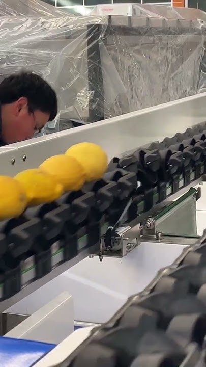 Vsee Citrus Fruit Sorting Machine---Beater testing - YouTube