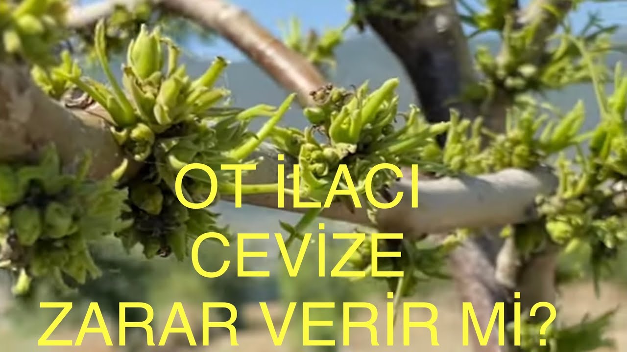 OT İLACI ZARARI 2. Ot ilacı cevize zarar verir mi? Sonucu nasıl olur ...