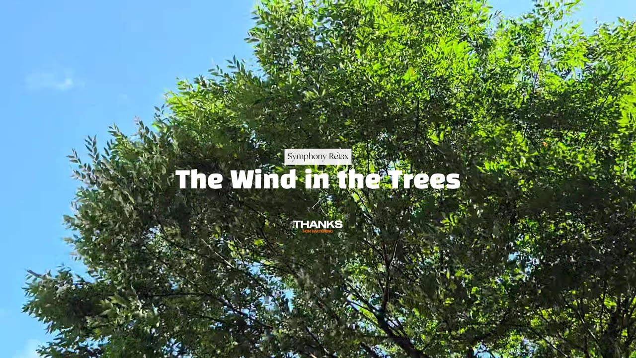4K Whispering Wind in the Trees | 1 Hour of Gentle Breeze and Nature ...