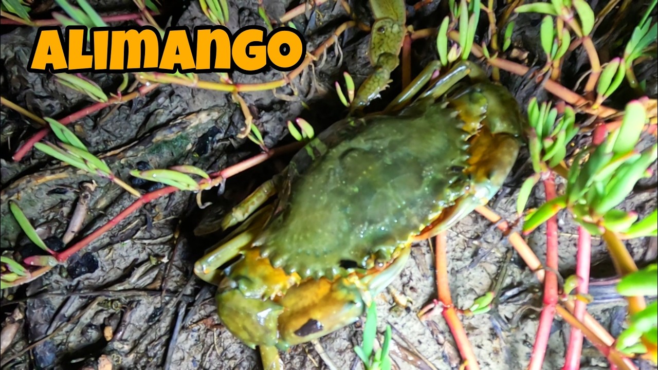Tsamba sa Alimango Part 1 - YouTube