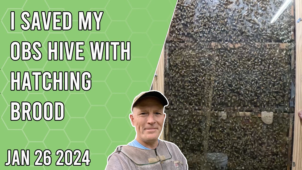 I Saved My Observation Hive With Hatching Brood! - Jacksonville FL Zone ...