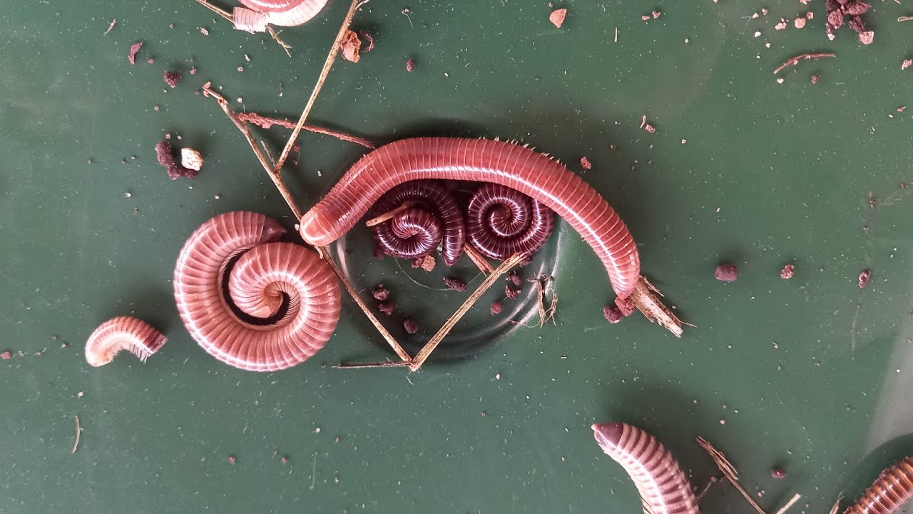 Gongo Piolho De Cobra - GITEDU