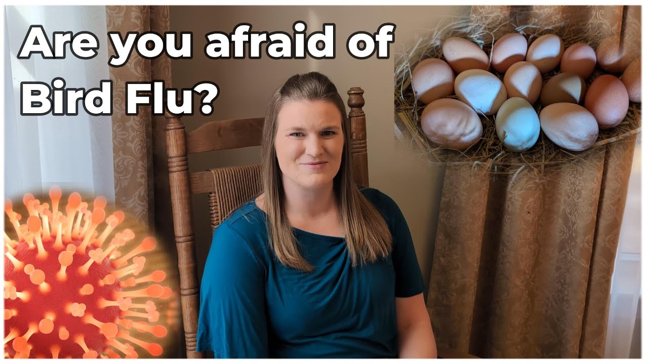 How Bird Flu Affects Backyard Flocks | Chicken Health | Avian Influenza ...