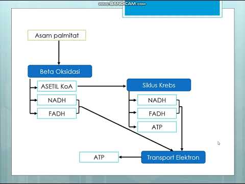 Beta Oksidasi Asam Palmitat - YouTube