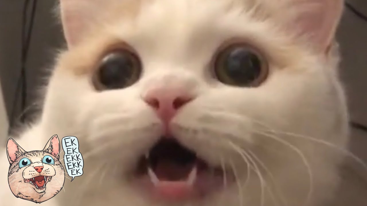 ekekekkekkek compilation - Best Cat Chirping Chattering Chittering of ...