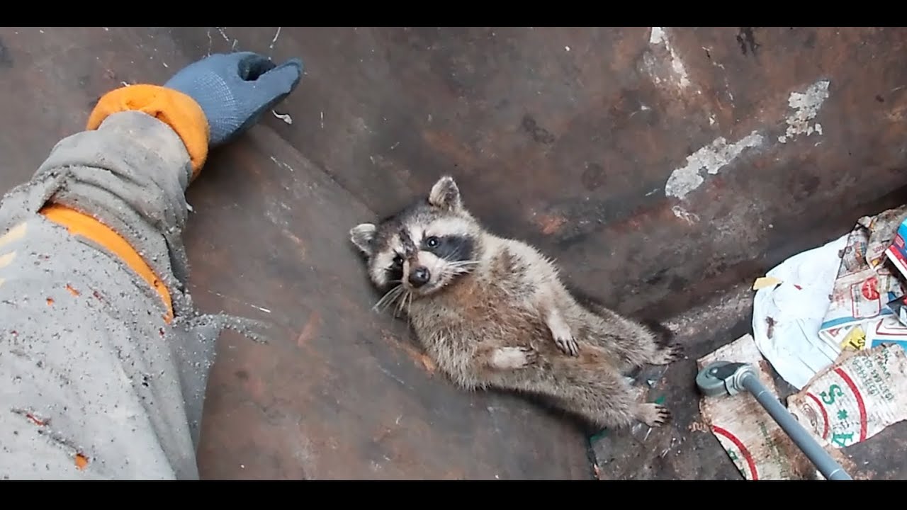 Dumpster Diving: Saved a Trash Panda - YouTube