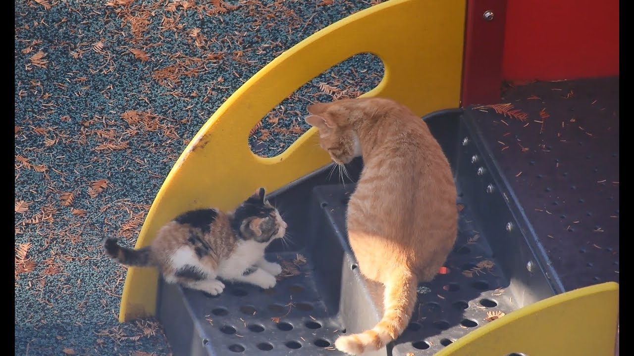 길고양이 모녀의 행복한시간 STRAY Mother cat and Kitten HAPPY TIME - YouTube