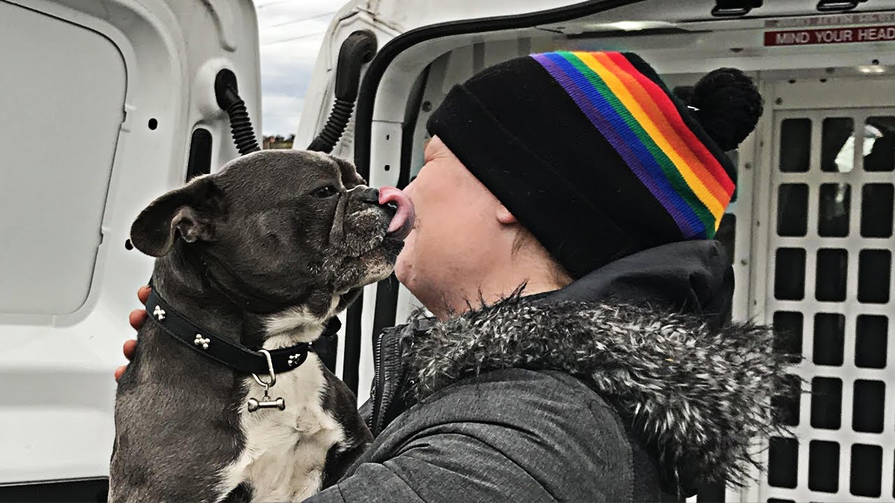 Animals reunited with owners afters a years! - YouTube