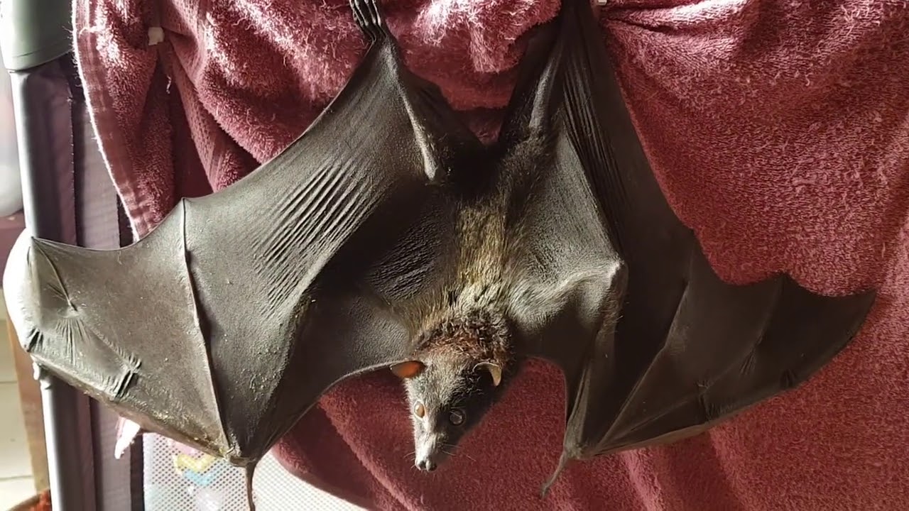Milk Time For Baby Bat But She Has A Mouth Full Of Fruit. 🦇 Plus Love ...