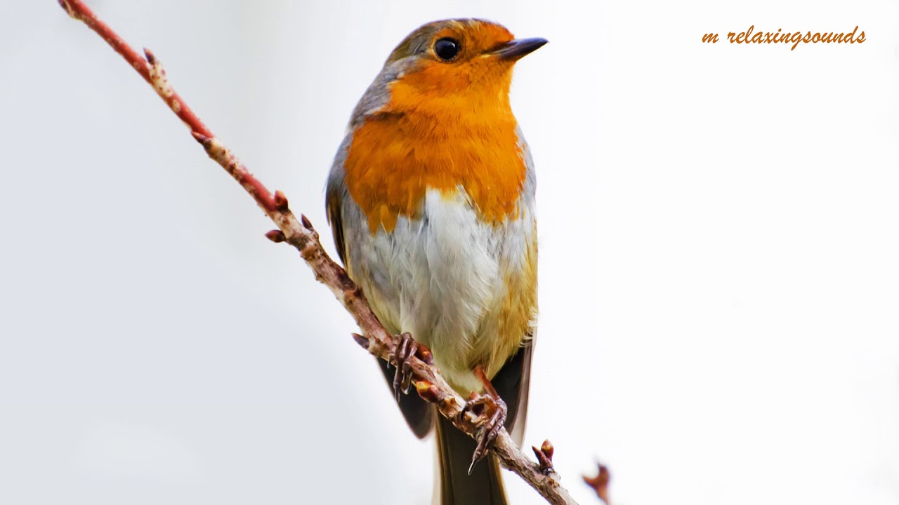 Robin Birds Chirping and Singing - Beautiful Bird Sounds and Bird Song ...