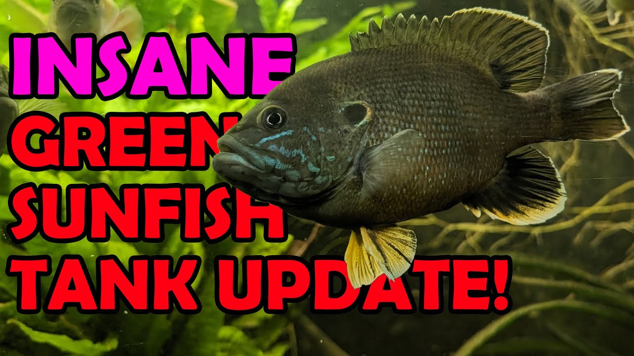 I NEVER Expected THIS!! Sunfish Tank Update You NEED to Watch!! - YouTube