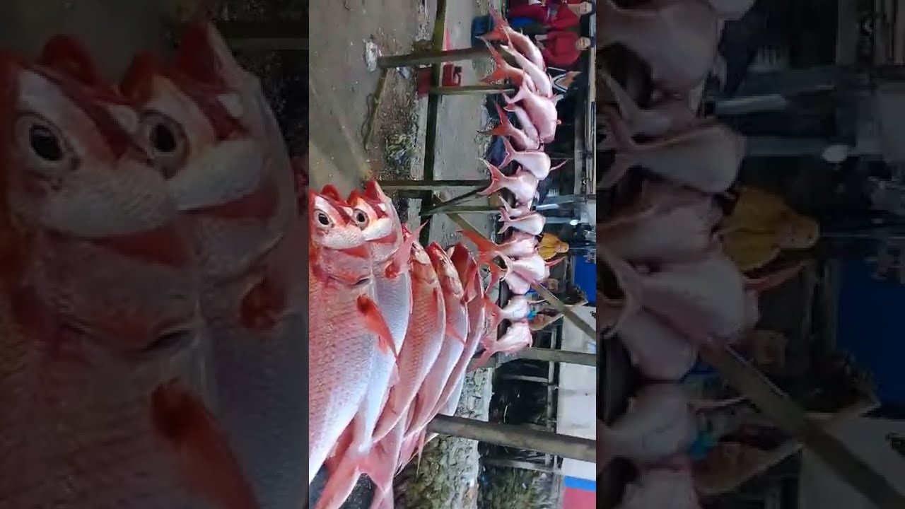 Surga para pemancing ikan ruby snapper - YouTube