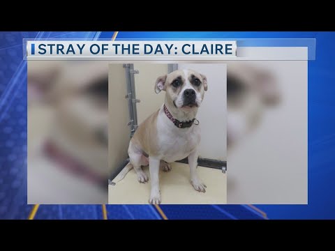 Stray of the Day 10/16/25: Meet Claire!