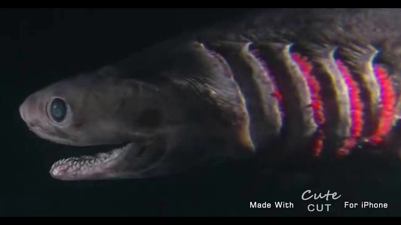 Frilled shark evolution - YouTube