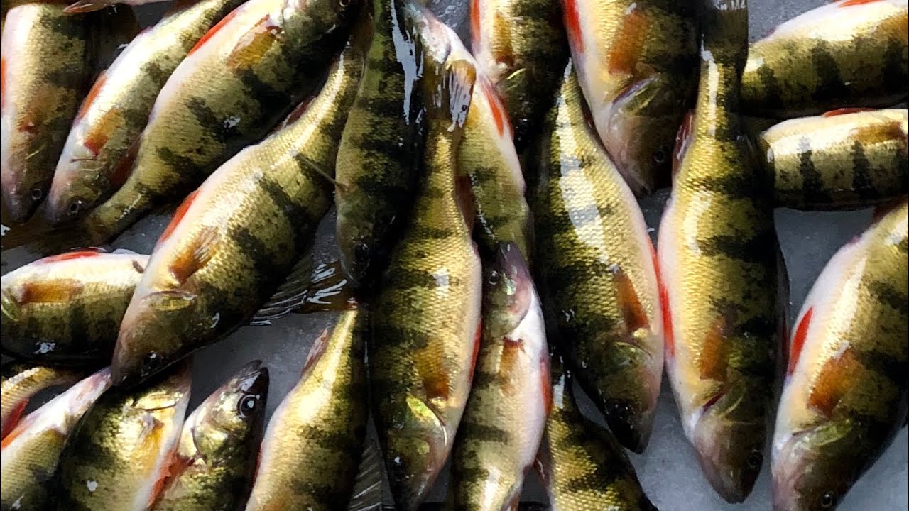 Ice Fishing Northern Wisconsin Perch - YouTube