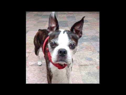 Vine Compilation for Buster Beans - the best dog in the whole entire ...
