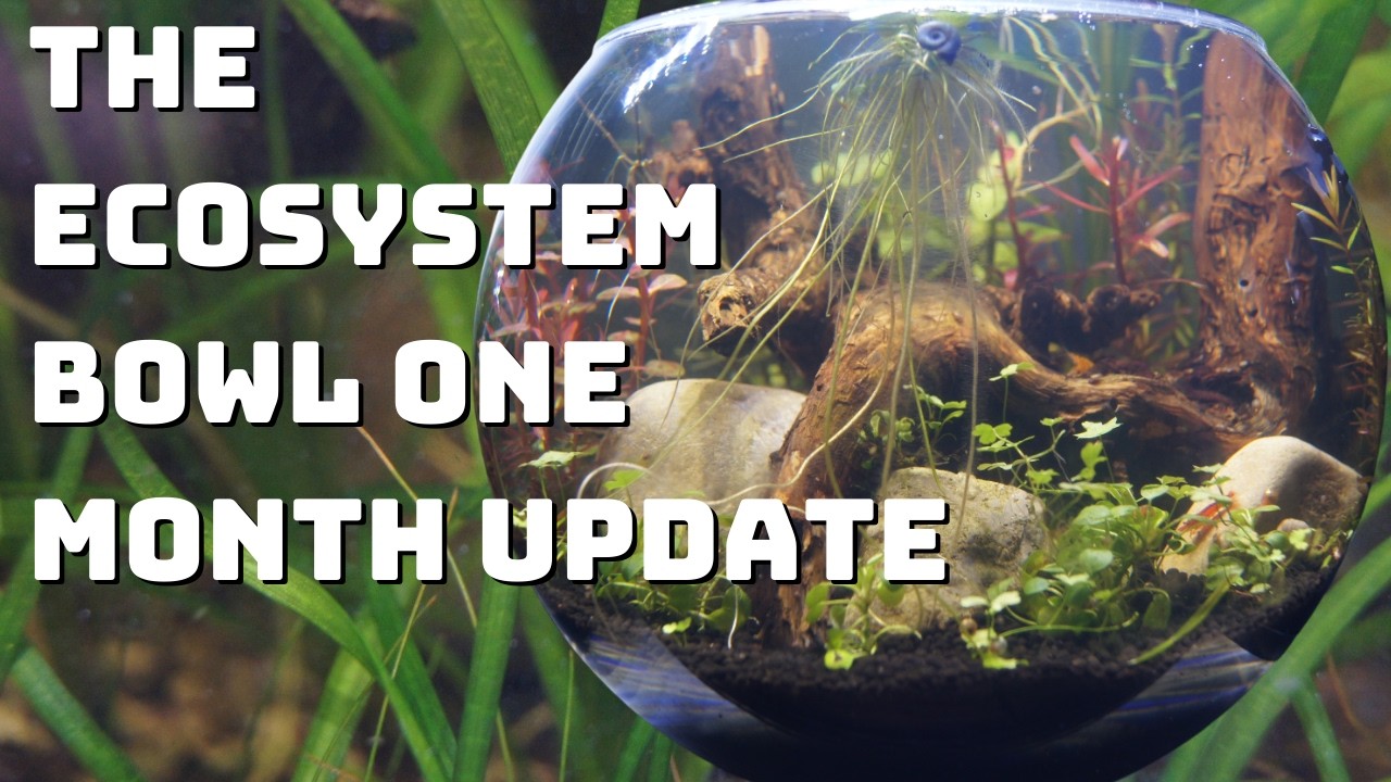 Ecosystem Bowl 1 Month Update! No Water Changes, No Filter! - YouTube