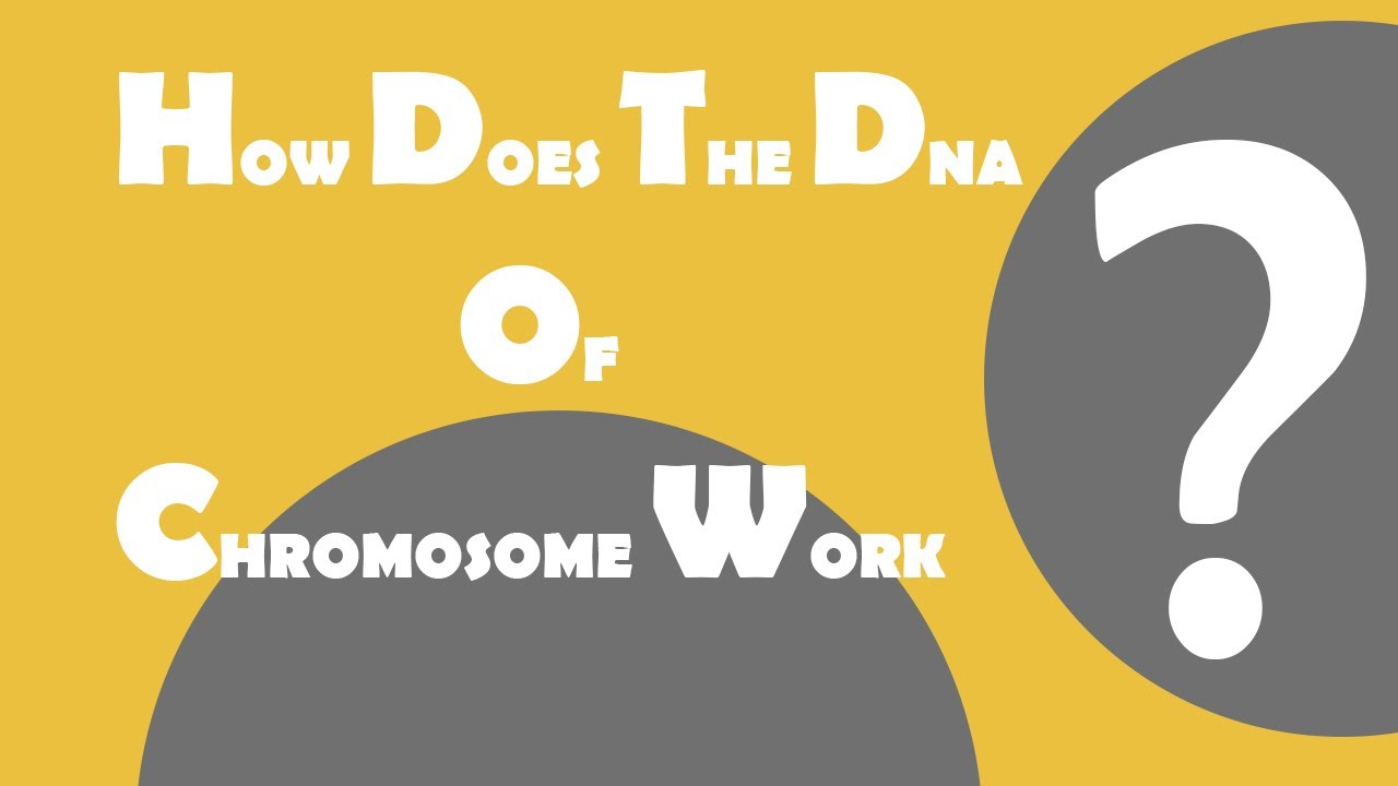 How does the DNA of chromosomes work? | Chapter:15 Inheritance | Class ...