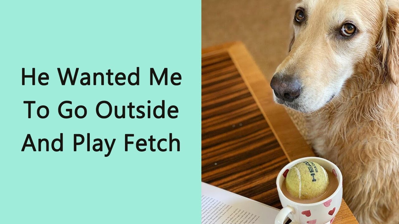 50 Funny Dog Posts That Will Brighten Your Day - YouTube