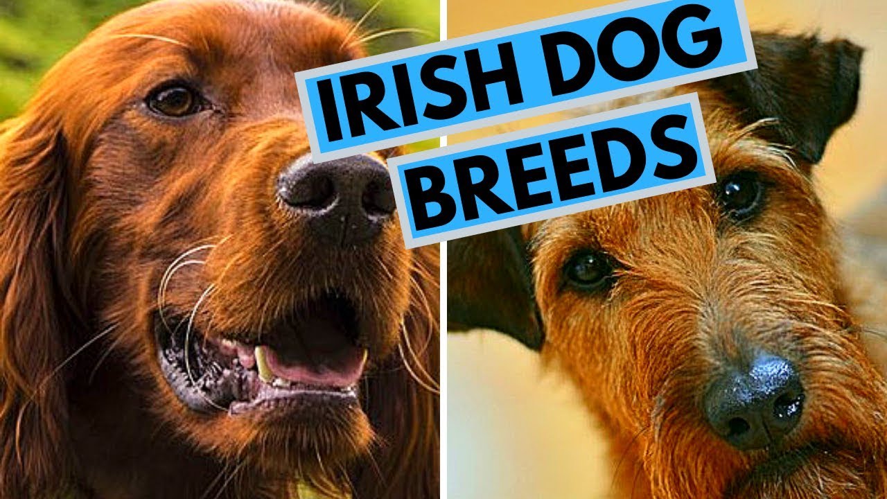 TOP 10 Irish Dog Breeds List - YouTube