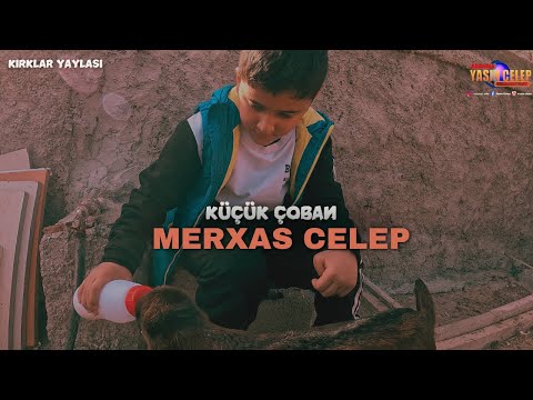 MERXAS CELEP  | KIRKLAR YAYLASI