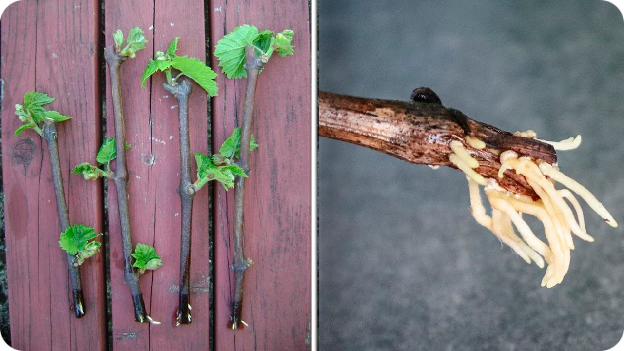 Easiest way to grow grape vines from cuttings fast and easy | rooting ...