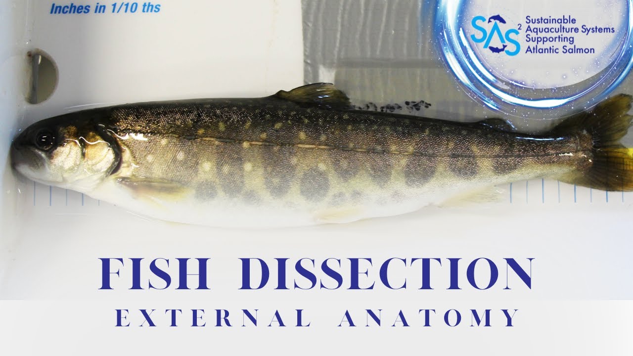 Fish Health Dissection Overview Part 1: External Anatomy - YouTube