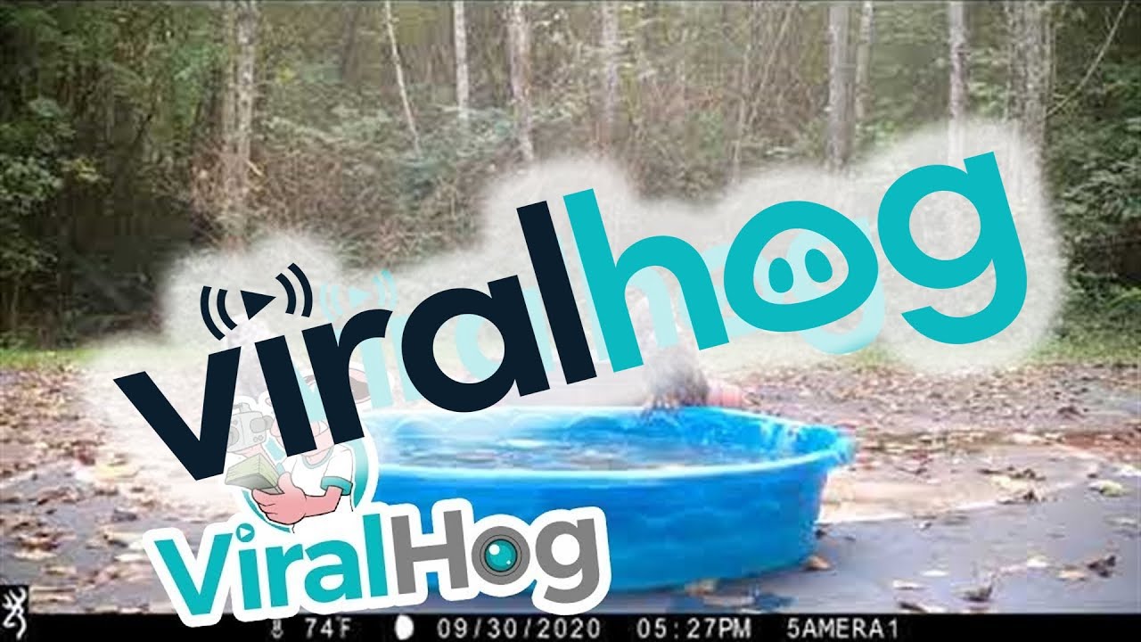 Owls Battle in Kiddie Pool || ViralHog - YouTube