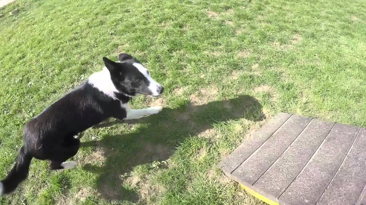 Dogs Trust Basildon: Harvey - YouTube
