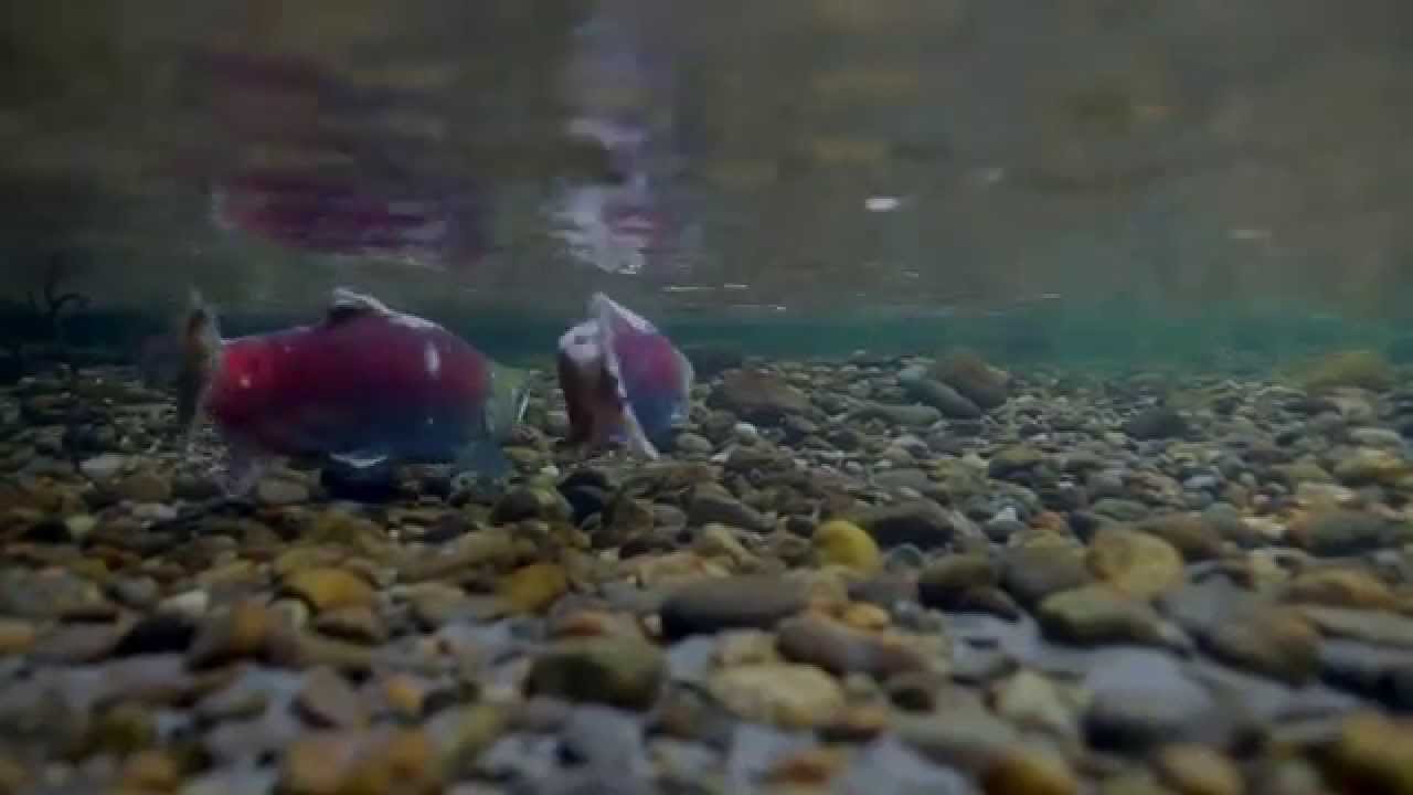 The Zombie Fish - YouTube