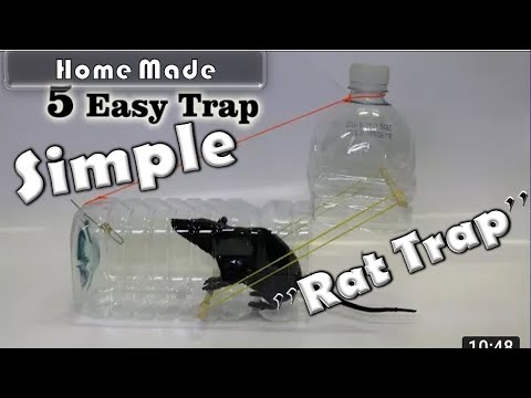 Rat trap II Rat trap idea II Tips to make rat traps / How to trap rats ...