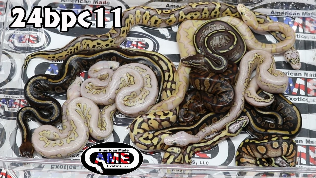 24bpc11 fm Firefly Het Clown x m Clown Stranger Enchi Lesser - YouTube