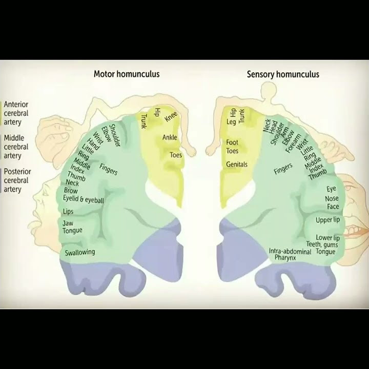 Motor homunculus sensory homunculus #doctor #short - YouTube