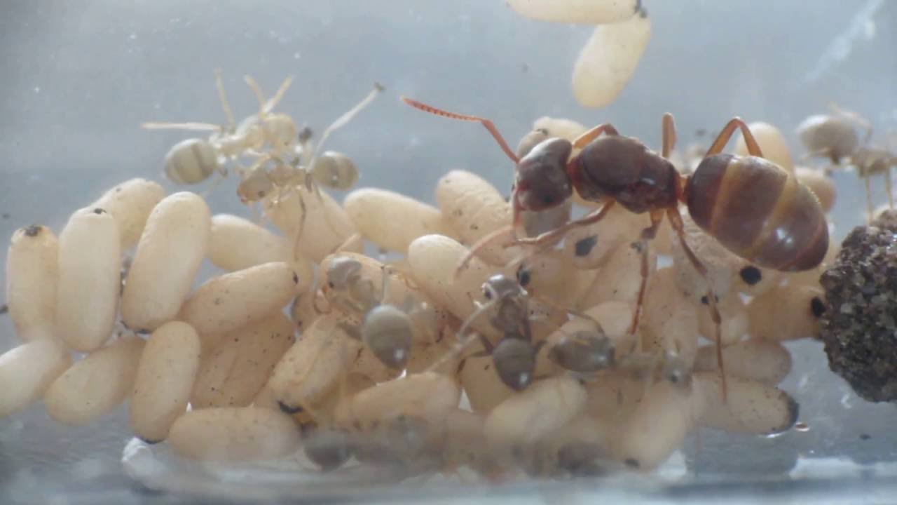 Lasius umbratus: Starting the colony - YouTube