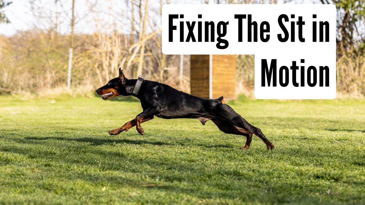 4-Ways To Make YOUR Dog Faster In The Sit Exercise! - YouTube