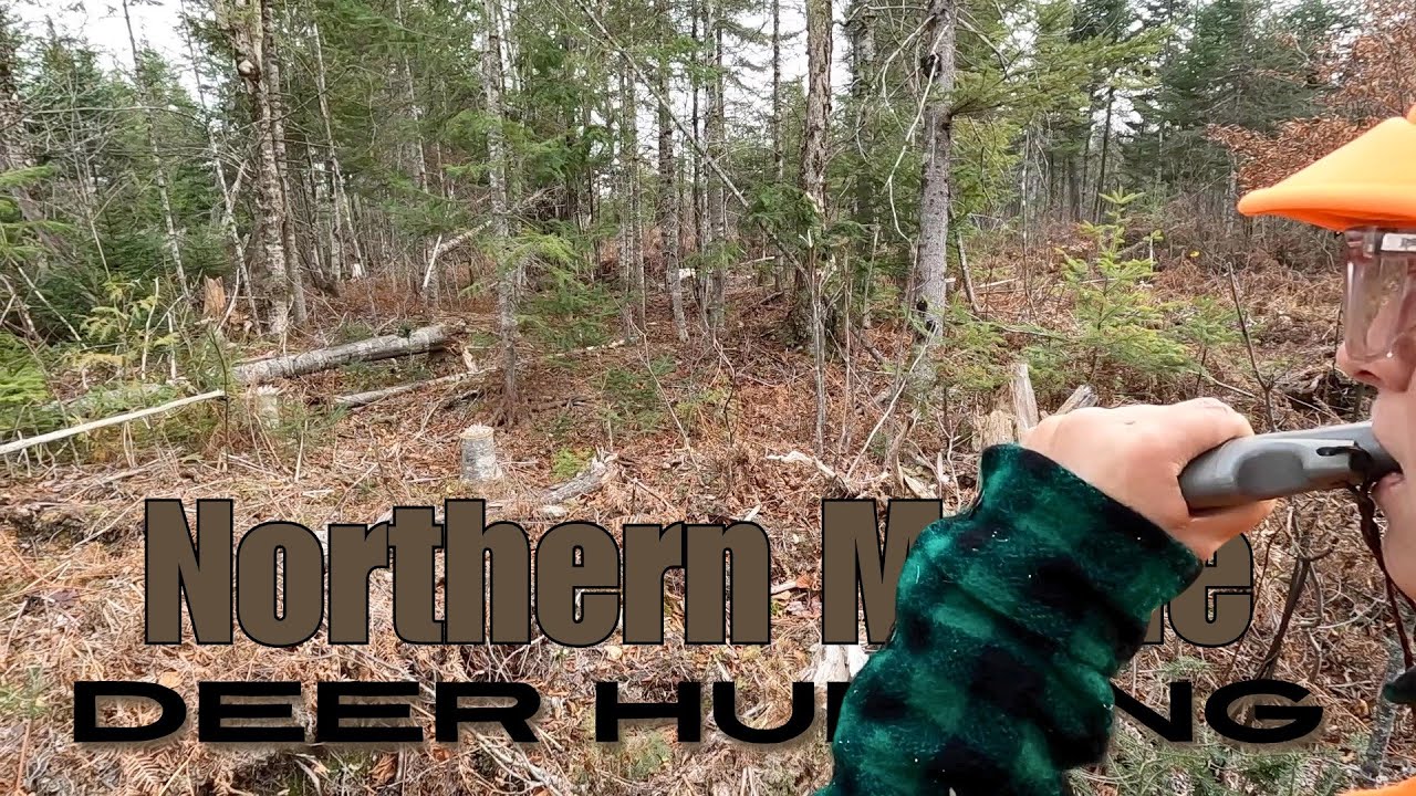 Finally Back In The Woods | Deer Hunting Northern Maine - YouTube