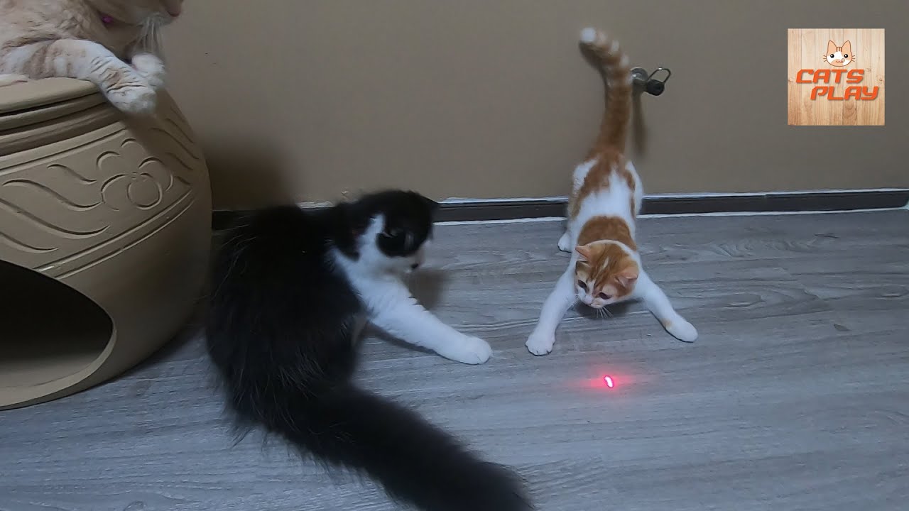 CUTE ANIMALS CATS & KITTENS Play laser flashlight with kittens - YouTube