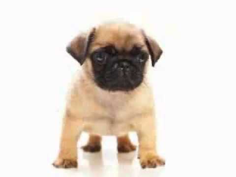 Super Cute Puppy Morph! - YouTube