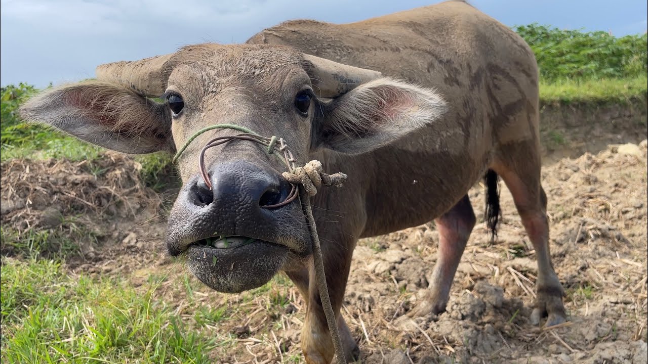 buffalo Videos with buffalo Sounds - YouTube