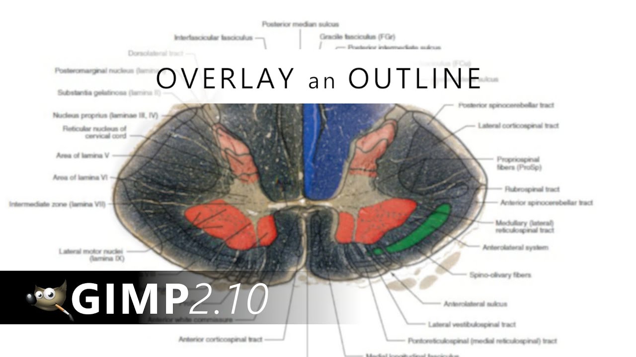 How to overlay an outline over a photo | GIMP Tutorial - YouTube
