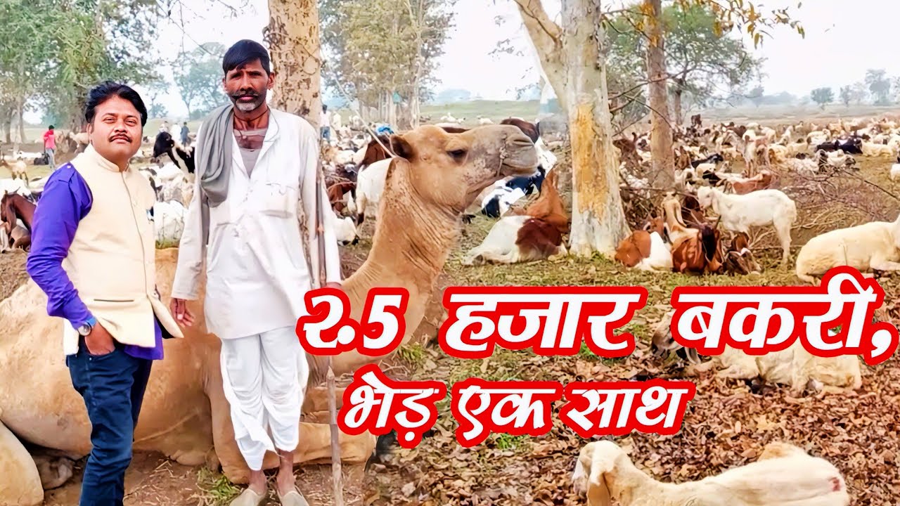 #goatfarm #bakripalan । 2.5 हजार बकरी ,भेड़ एक साथ ,‌ 2.5 thousands ...