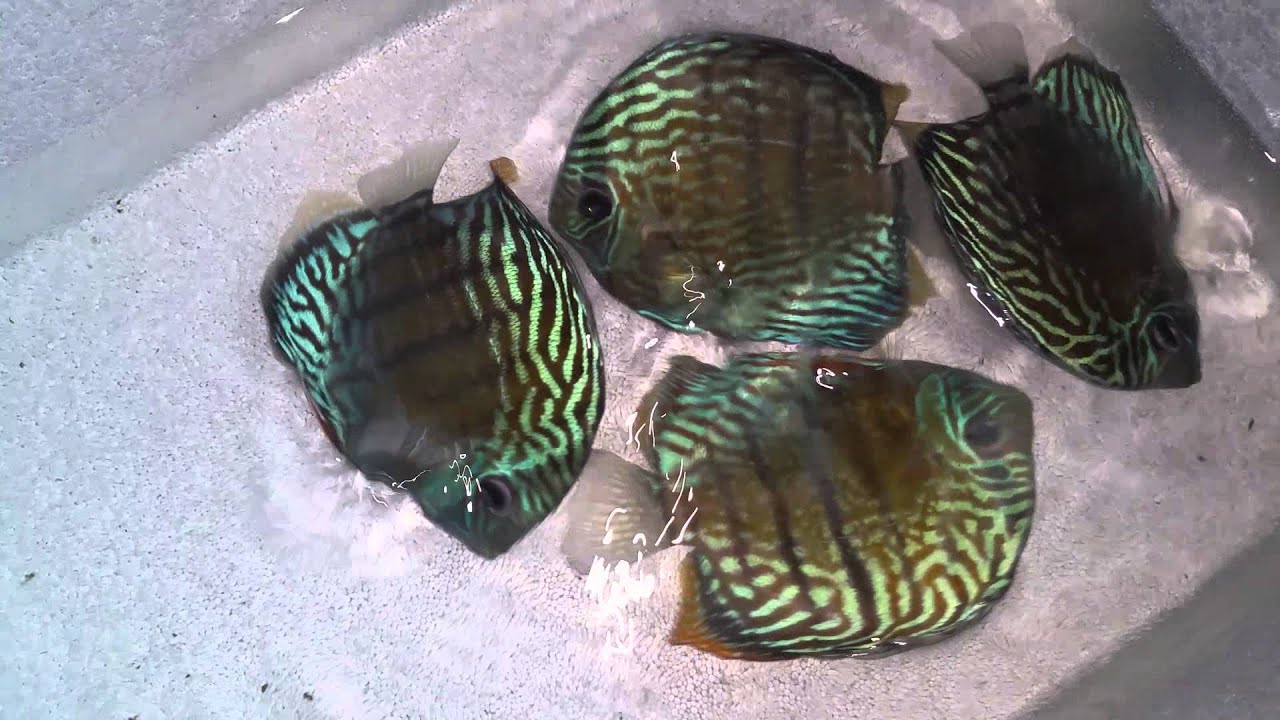 Diskus Green Coari Colorfull - YouTube