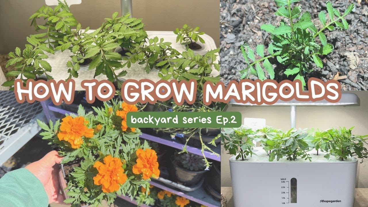 How to Grow Marigold from Seeds using Ahopegarden Intelligent Planter ...