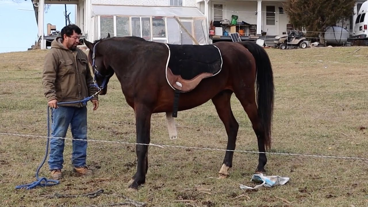 ¡Mira Cómo Le Ponemos un Apero por Primera Vez! Domando un Caballo ...
