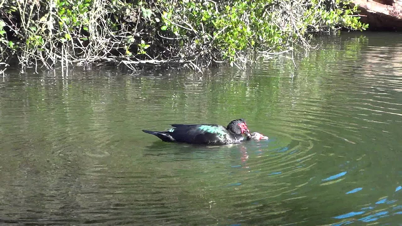 Muscovy Duck nearly Drowning a female while mating. - YouTube